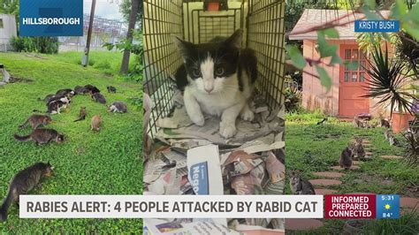 More Rabies Cases Possible After Rabid Cat Bites 4 In Hillsborough