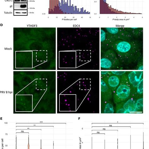 Subcellular Localization Of Ythdf Proteins And P Body Reorganization In