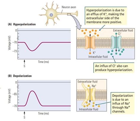 Neural Conduction Generation And Transmission Of Action Potential Careershodh