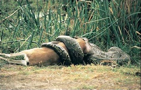 Life Is Short But Snakes Are Long Why Are There No Herbivorous Snakes