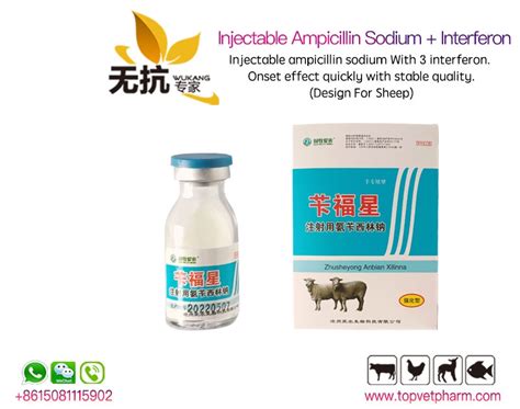 Injectable Ampicillin Sodium With 3 Interferon Onset Effect Quickly