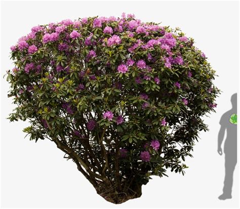 Dsc Rhododendron Png Free Transparent PNG Download PNGkey