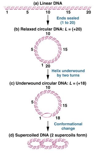 Lecture 11 Dna Organization Flashcards Quizlet