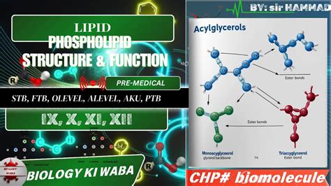 Phosholipid Structure And Function Biomolecule Biology Xi