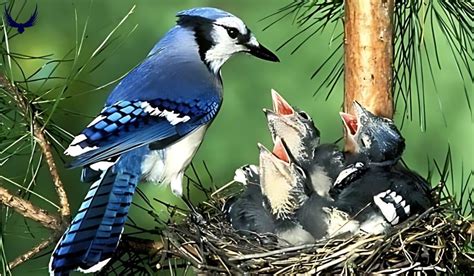 Blue Jay Eggs Color Size Appearance And Hatching Process