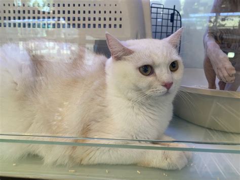 브리티쉬숏헤어스핑크스 소금통닭이 오드아이랙돌분양사이트 오드아이브리티쉬숏헤어분양사이트 오드아이스코티쉬폴드분양사이트 오드아이러시안블루분양사이트 오드아이고양이분양사이트