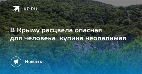 В Крыму расцвела опасная для человека купина неопалимая Kp Ru