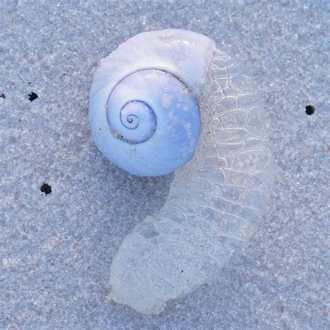 Moon Snail Artofit