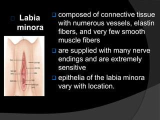 Maternal Anatomypptx