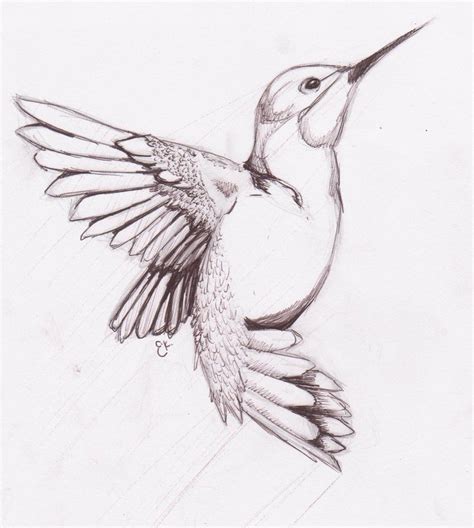 Hummingbird Drawing Pencil Sketch Colorful Realistic Art Images