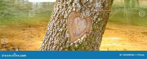 Heart Carved On The Tree Stock Photo Image Of Tree 184408966