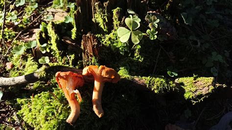 Maven How Surefire Plugin Internally Decides Which Testing Framework To Use By Max