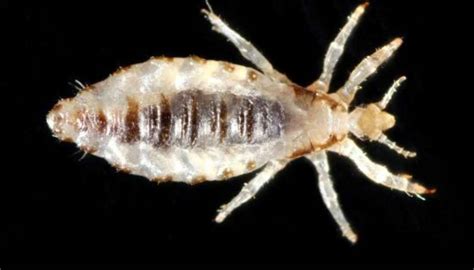 18 Bizarre Tiny White Bugs That Look Like Dust And Lint