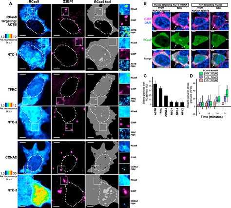 [pdf] resource programmable rna tracking in live cells with crispr
