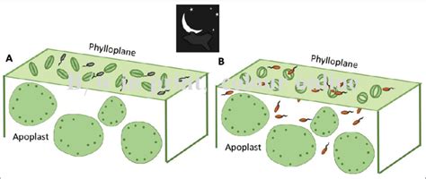 Stomata Can Be Closed In The Dark A Condition That May Prevent Download Scientific Diagram