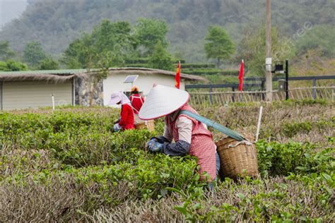 Background Foto Foto Tiga Pekerja Memetik Teh Di Kebun Teh Pada Siang Hari Di Luar Ruangan Hari