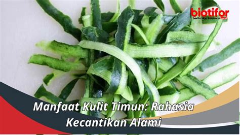 Manfaat Kulit Timun Rahasia Kecantikan Alami Biotifor