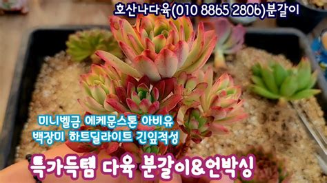 호산나다육 특가득템다육 분갈이해요~미니벨금 에케문스톤 아비유 백장미 하트딜라이트 긴잎적성succulents Plant 多肉植物 Youtube