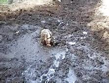 Quicksand Tube Search 121 Videos