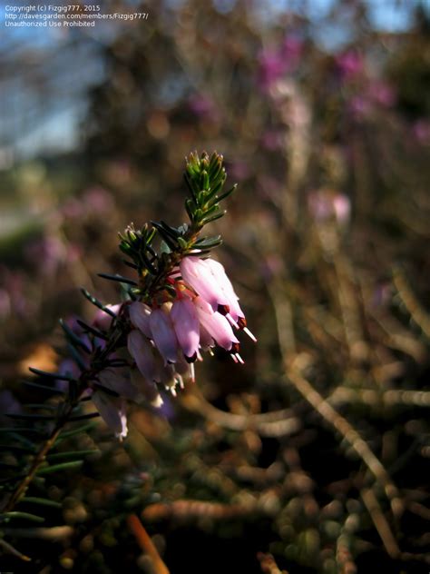 PlantFiles Pictures: Scotch Heath, Winter Heath 'December Red' (Erica ...