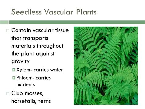 Diversity Of Vascular Plants Vascular Plant Definition Examples