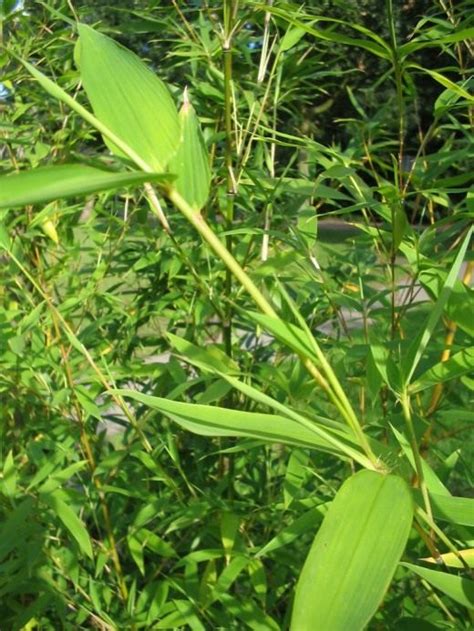 Бамбук. Уход, выращивание, размножение. Декоративно-лиственные. История ...