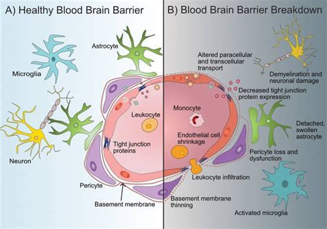 探讨衰老相关疾病，迎接重度老龄化（一） 知乎