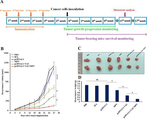 The Anti Tumor Effects Of Prophylactic Immunization With The Download Scientific Diagram