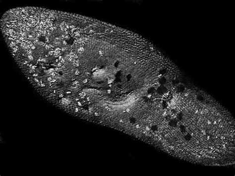Protist Cell Microscope