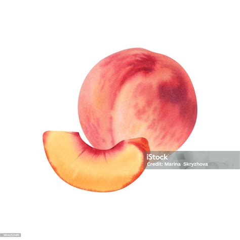 복숭아 과일 흰색 배경에 수채화 그림입니다 과즙이 많은 과일 수확 건강한 식습관 로고 스티커 인쇄 아이콘 0명에 대한 스톡 벡터