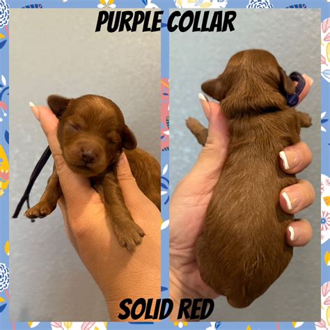 Cockapoo Purple Bain Kennels