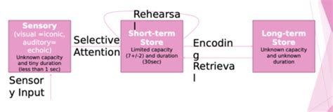 Memory Ppt Week And Flashcards Quizlet