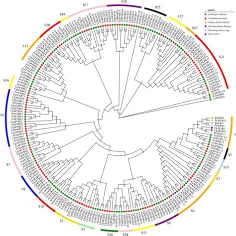 Results Of Chromosome Localization A The Figure Shows The