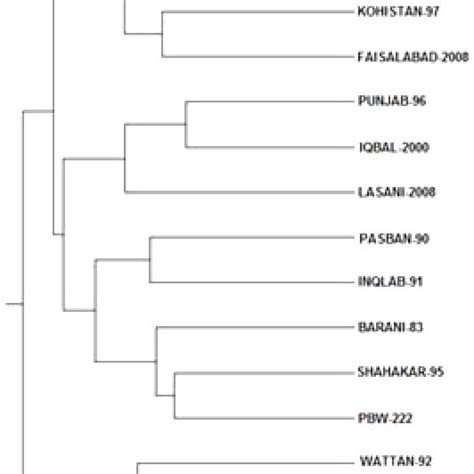 dendrogram illustrating genetic relationships among 20 wheat genotypes