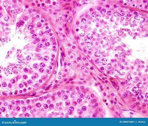 Human Testicle Leydig Cells Stock Image Image Of Group Seminiferous