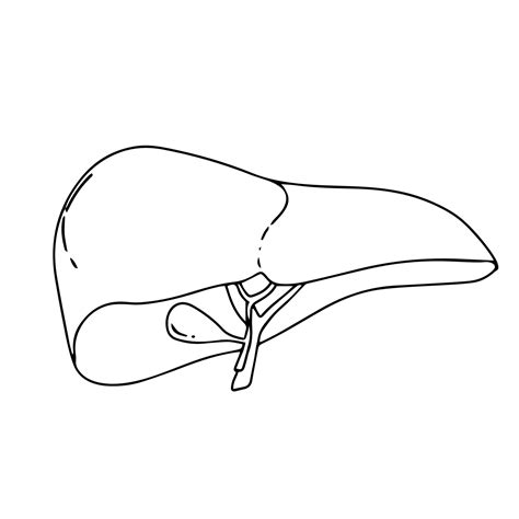 Realistic Liver Anatomy Structure Vector Hepatic System Organ🦕 Descubra A Emoção Das Apostas