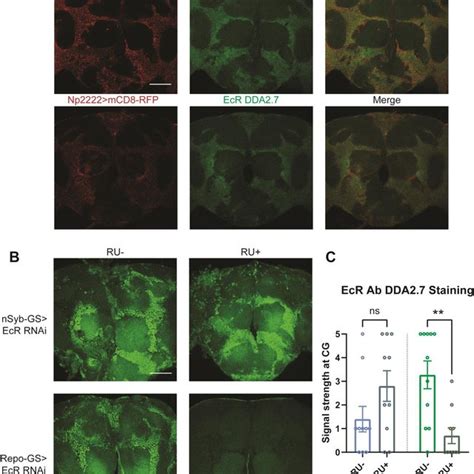 Ecr Is Expressed In Cortex Glia A Ecr Antibody Dda2 7 Staining Download Scientific Diagram