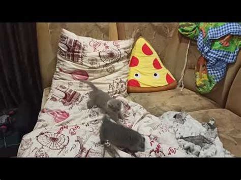 Игры на диване - YouTube