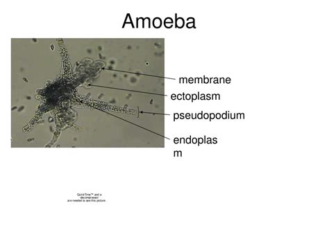 Ppt Amoeba Powerpoint Presentation Free Download Id 6663278