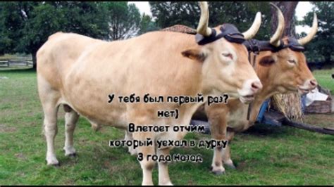Ауф - YouTube