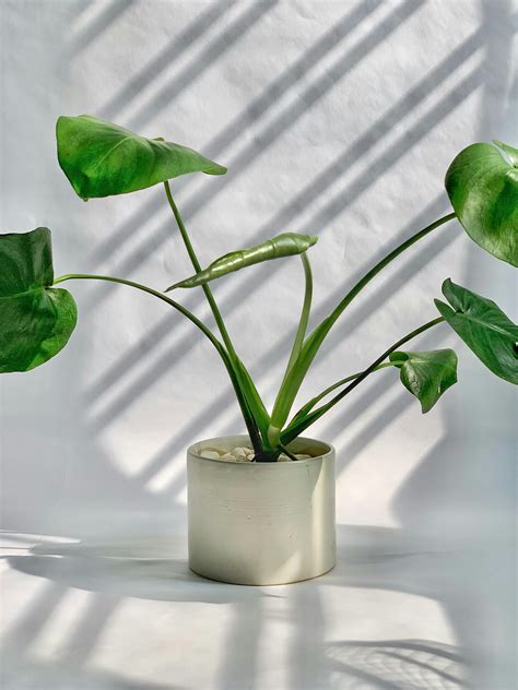 Monstera Deliciosa 공기 청정기 나뭇잎 녹색 녹지 몬스테라 무성한 바이오필리아 베르데 비브 란 테 부드러운 빛 상록수 성장 시맥 식물
