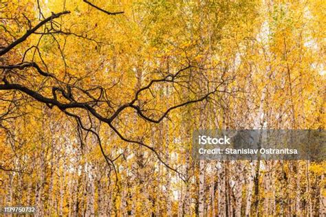 아름다운 가을 대비 풍경 노란 잎과 나무와 자작 나무 숲의 배경에 잎이없는 나무 가지 10월에 대한 스톡 사진 및 기타 이미지 10월 가을 경관 Istock