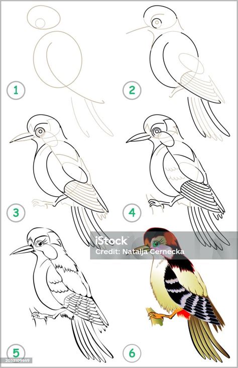 딱따구리를 그리는 방법을 단계별로 배우는 방법을 보여줍니다 아이들의 그림 그리기와 색칠 기술 개발 벡터 이미지입니다 0명에 대한 스톡 벡터 아트 및 기타 이미지 Istock