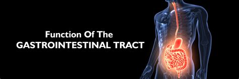 Gastrointestinal Tract Function Diseases And Maintenance
