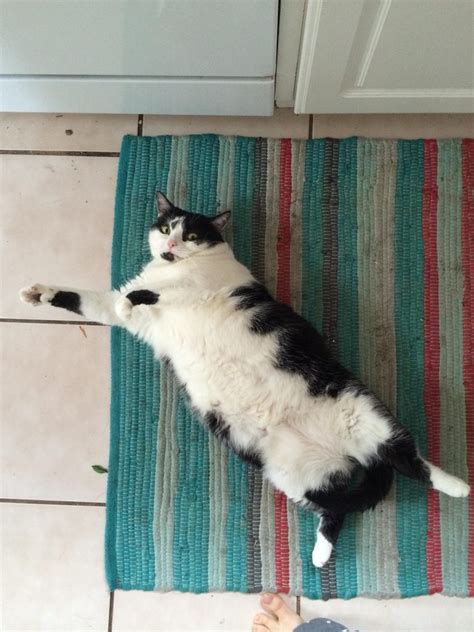 Shes A Whole Lotta Lady R Delightfullychubby