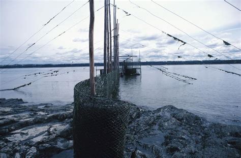 Why Is Bioaccumulation A Problem What You Should Know