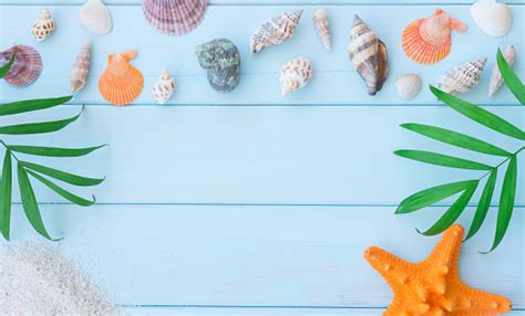 다양한 모양과 색상의 조개껍데기 푸른 나무 배경에 열대 식물의 모래와 나뭇잎 개념에 대한 스톡 사진 및 기타 이미지 개념