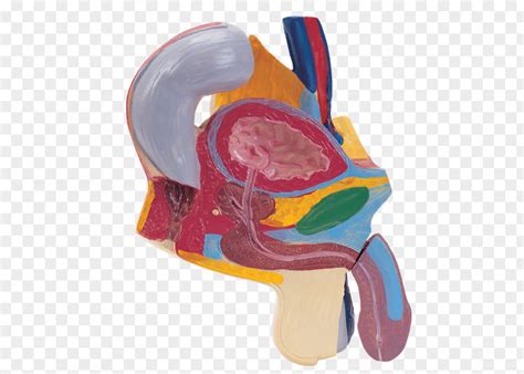 Sex Organ Male Reproductive System Png Organ Reproductive System System