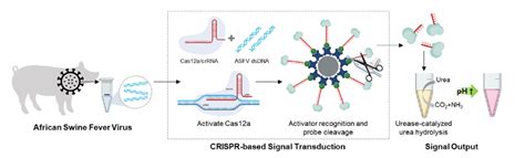 Crispr用于非洲猪瘟检测 小桔灯网 Iivdnet