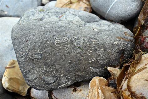 Fossils In The Rock Near The Jurassic Coast Stock Image Image Of Pearl Leaf 271537927